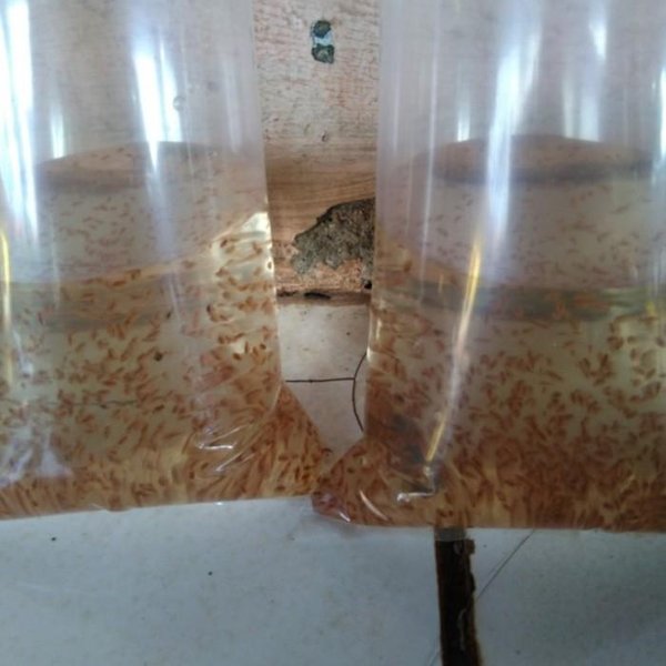 Kutu air raksasa / dapnia magna | Lazada Indonesia