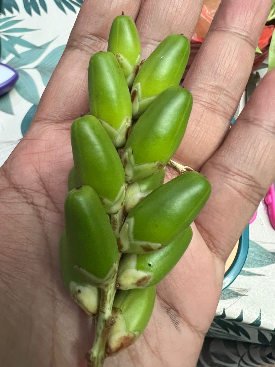 Buah Jeruju / Jemuju | Lazada