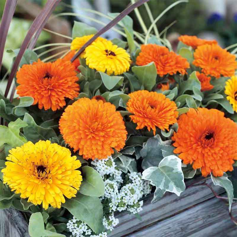 Benih Bunga Calendula 50pcs Mix Colours/Flower/混色金盏菊花籽 | Lazada