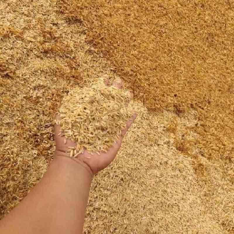Sekam padi kulit padi mentah | Lazada Indonesia