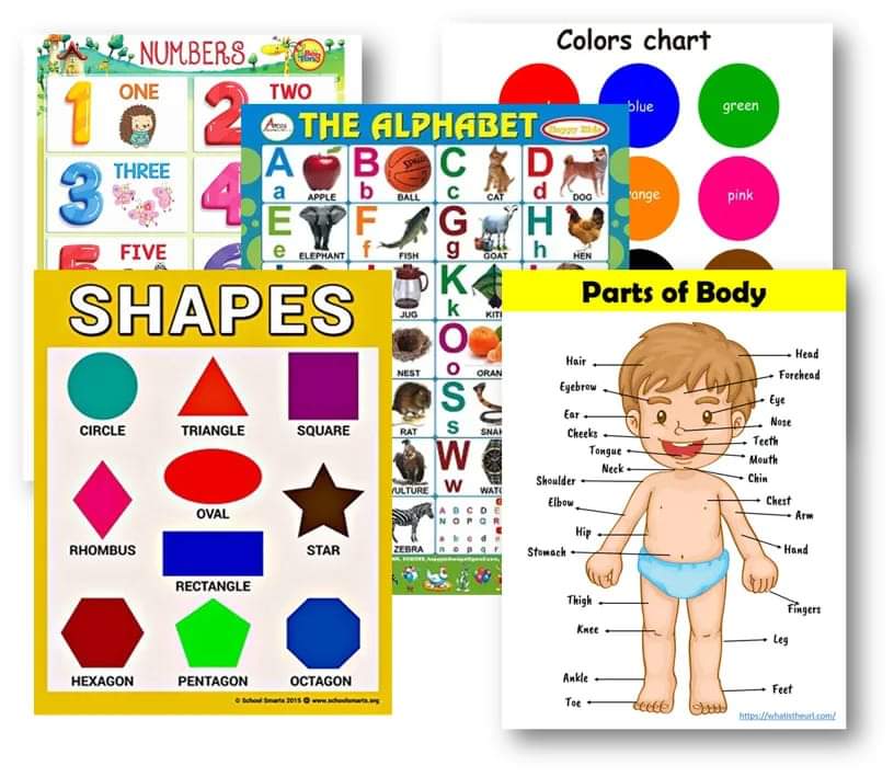 Educational Charts for Kids ( Laminated A4 size) | Lazada PH