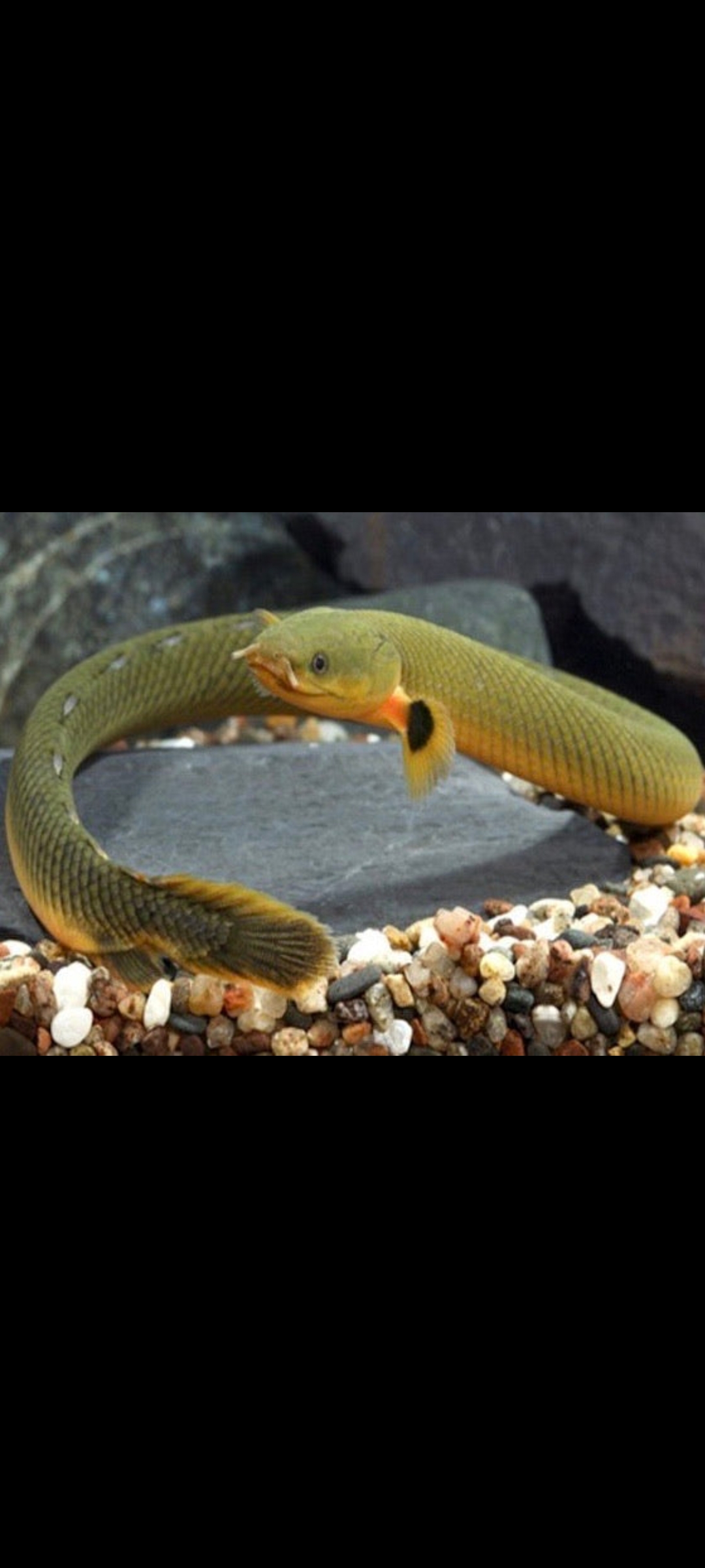 Rope fish. size big . restock new | Lazada