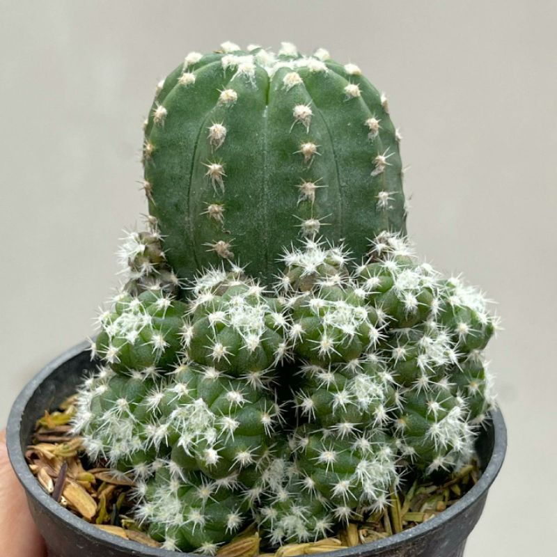 Kaktus Echinopsis Inermis | Lazada Indonesia Kaktus Echinopsis Inermis | Lazada Indonesia