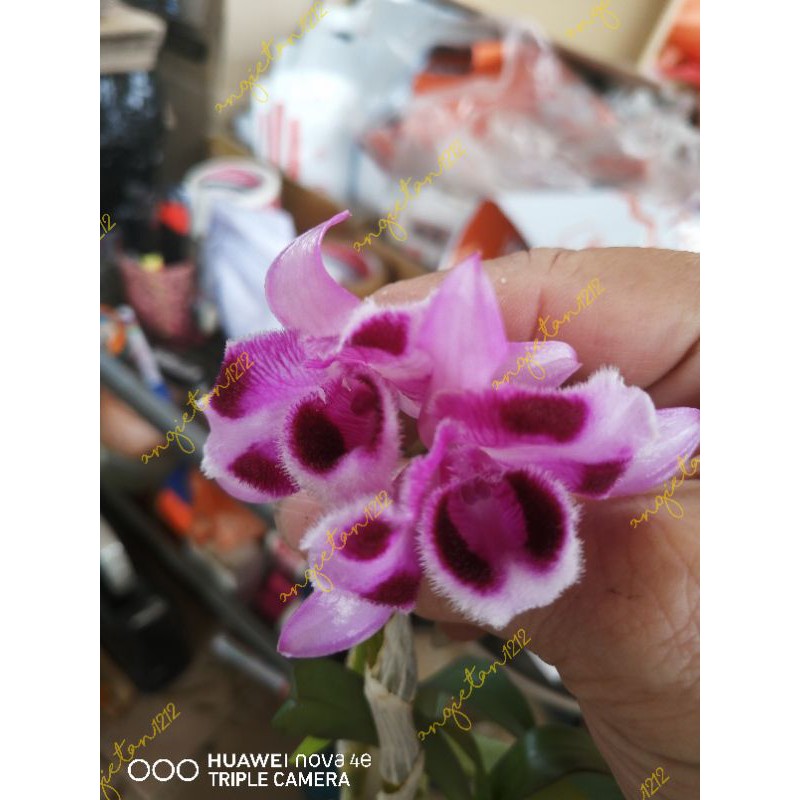 DENDROBIUM PARISHII 3-LIPS DAMRONG STAR | Lazada