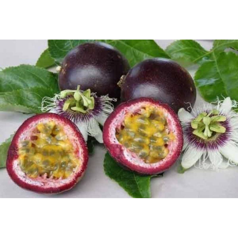 4 Biji - Benih Buah Markisa Ungu | Lazada Indonesia