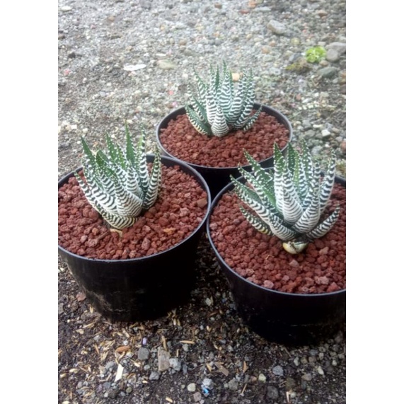 sukulen haworthia zebra murah | Lazada Indonesia