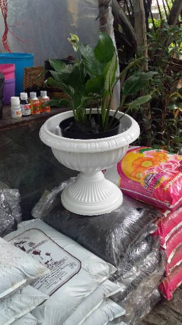 Pot bunga piala pendek warna putih SHALLOM tinggi 33cm | Lazada Indonesia