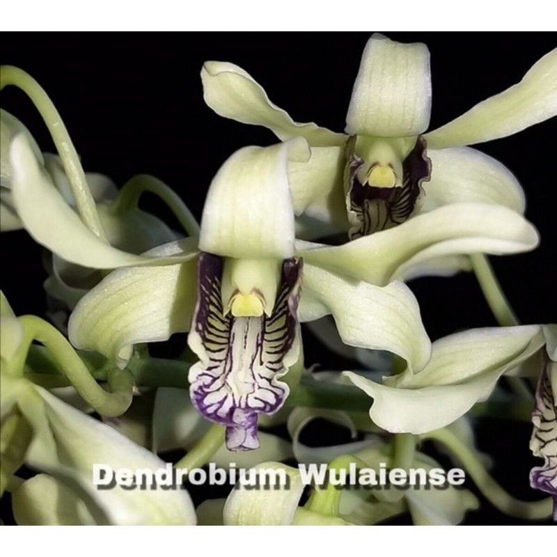 DENDROBIUM WULAIENSE & 3 LIPS DAMRONG STAR SEEDING | Lazada