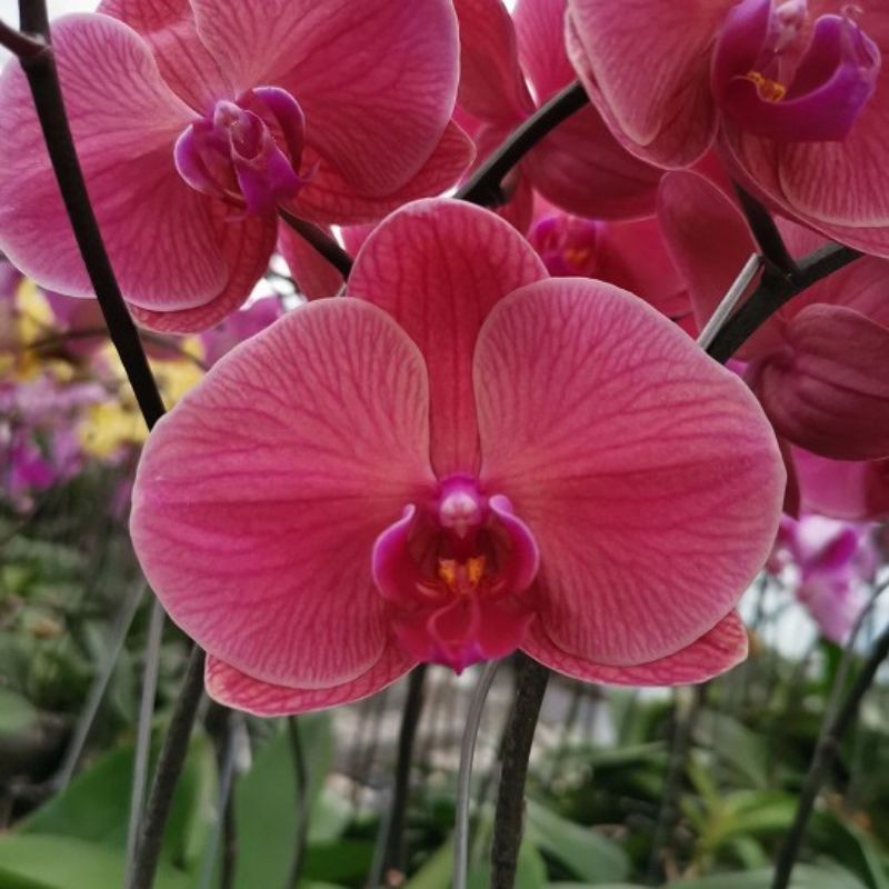 Phalaenopsis moth orchids Import wan minimum beli 2 | Lazada