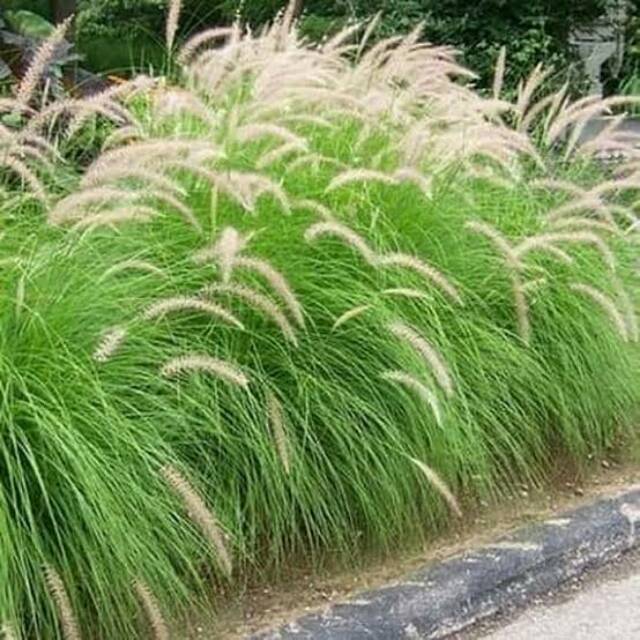 Tanaman Ekor Kuda - Perumperindo.co.id