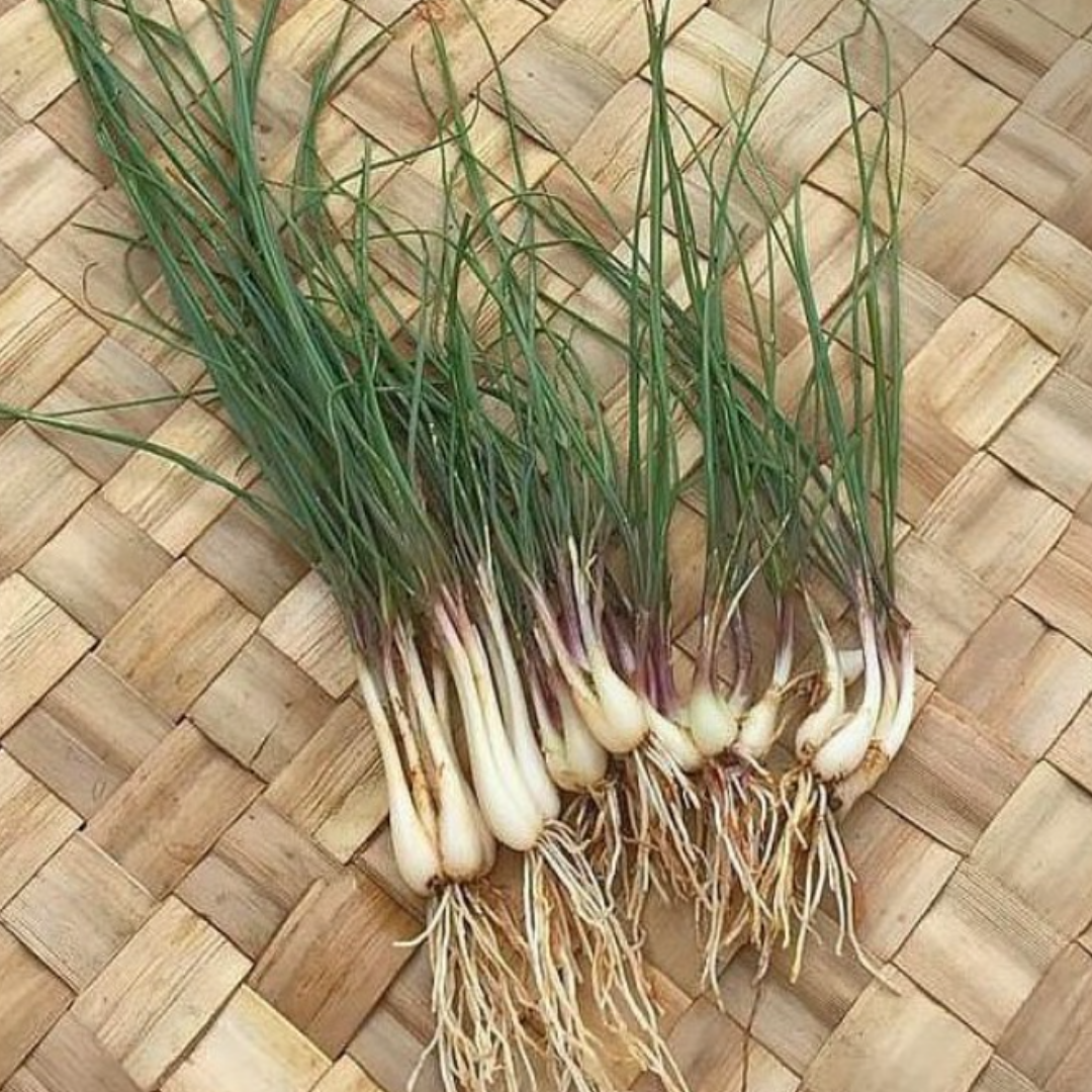 Lokio per Ikat Bawang Batak Lengkio Bawang Tumisan Sayur Hijau Cikarang ...