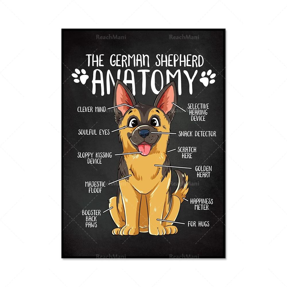 Dog Breed Anatomy Educational Poster - Canine Skeleton, Muscles ...