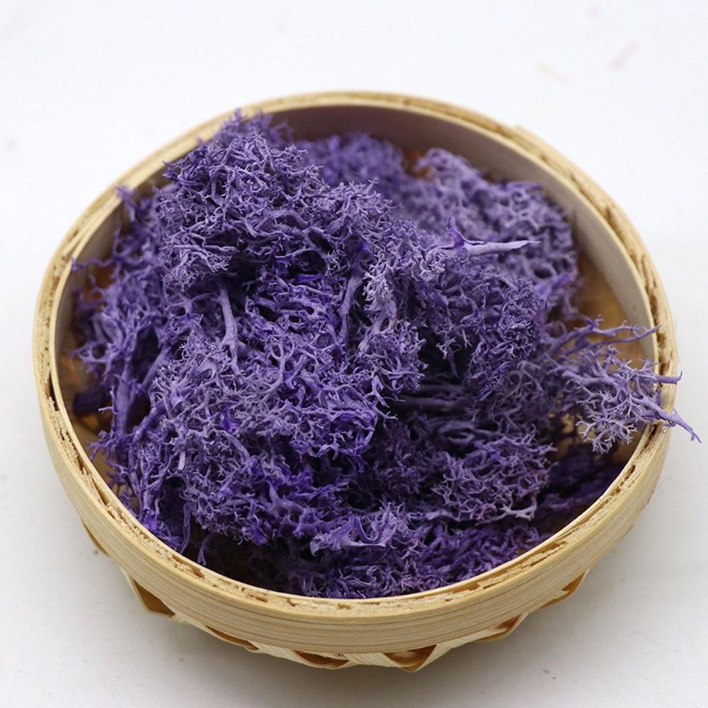 Garden DIY Flower Christmas Home Decor Decoration Reindeer Moss Eternal ...