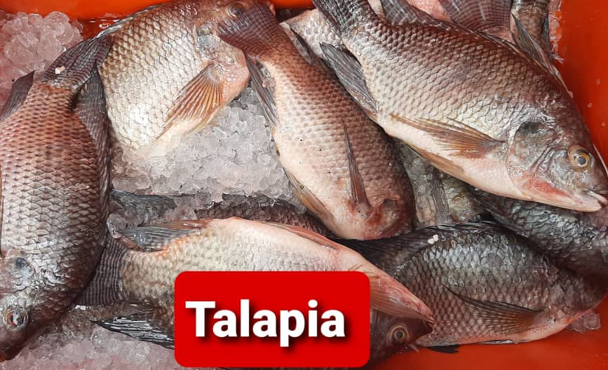 Pekasam ikan Talapia Kak Ani Condo | Lazada