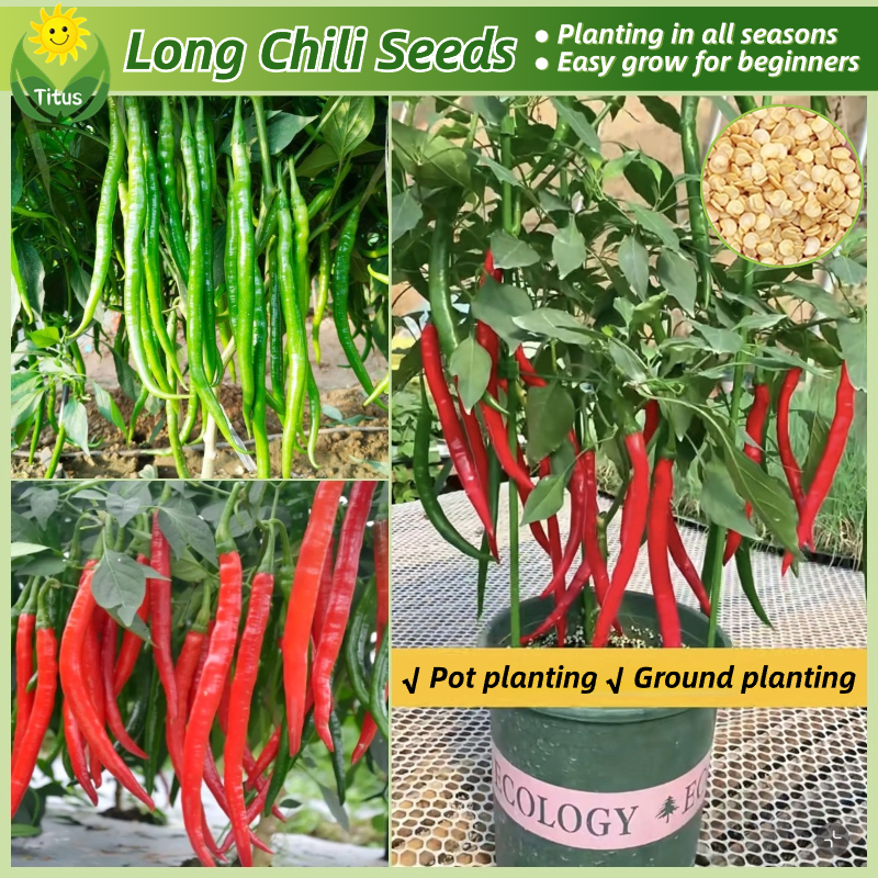 เมล็ดพันธุ์ พริกชี้ฟ้ายาว เมล็ดพริกยาว บรรจุ 100เมล็ด Long Chili Pepper ...