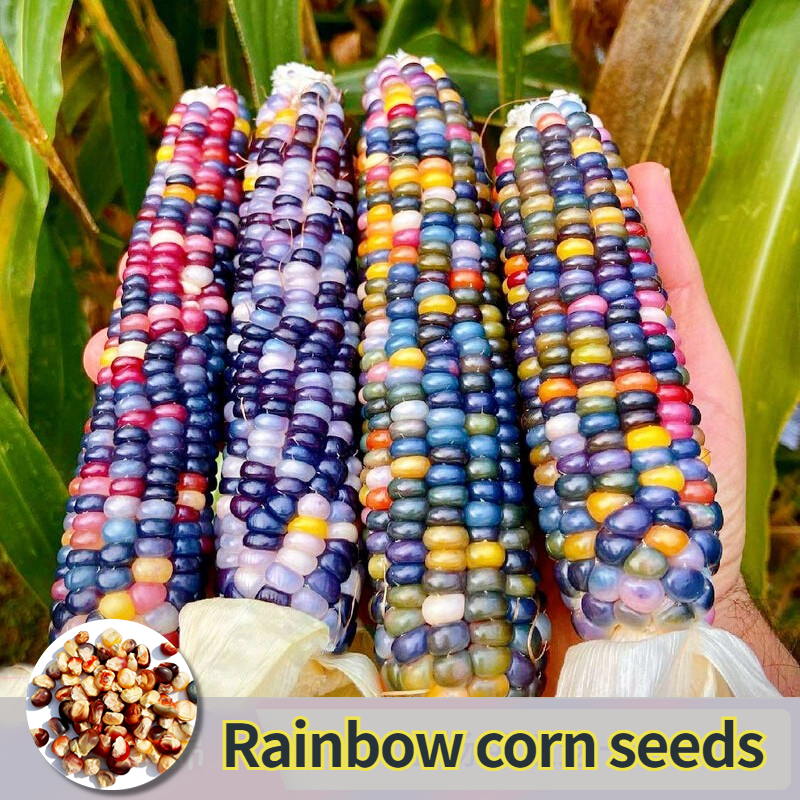 High Yield Sweet Glutinous Colorful Corn Seeds (20 Seed) F1 Hybrid Rainbow Waxy Corn Seeds ...