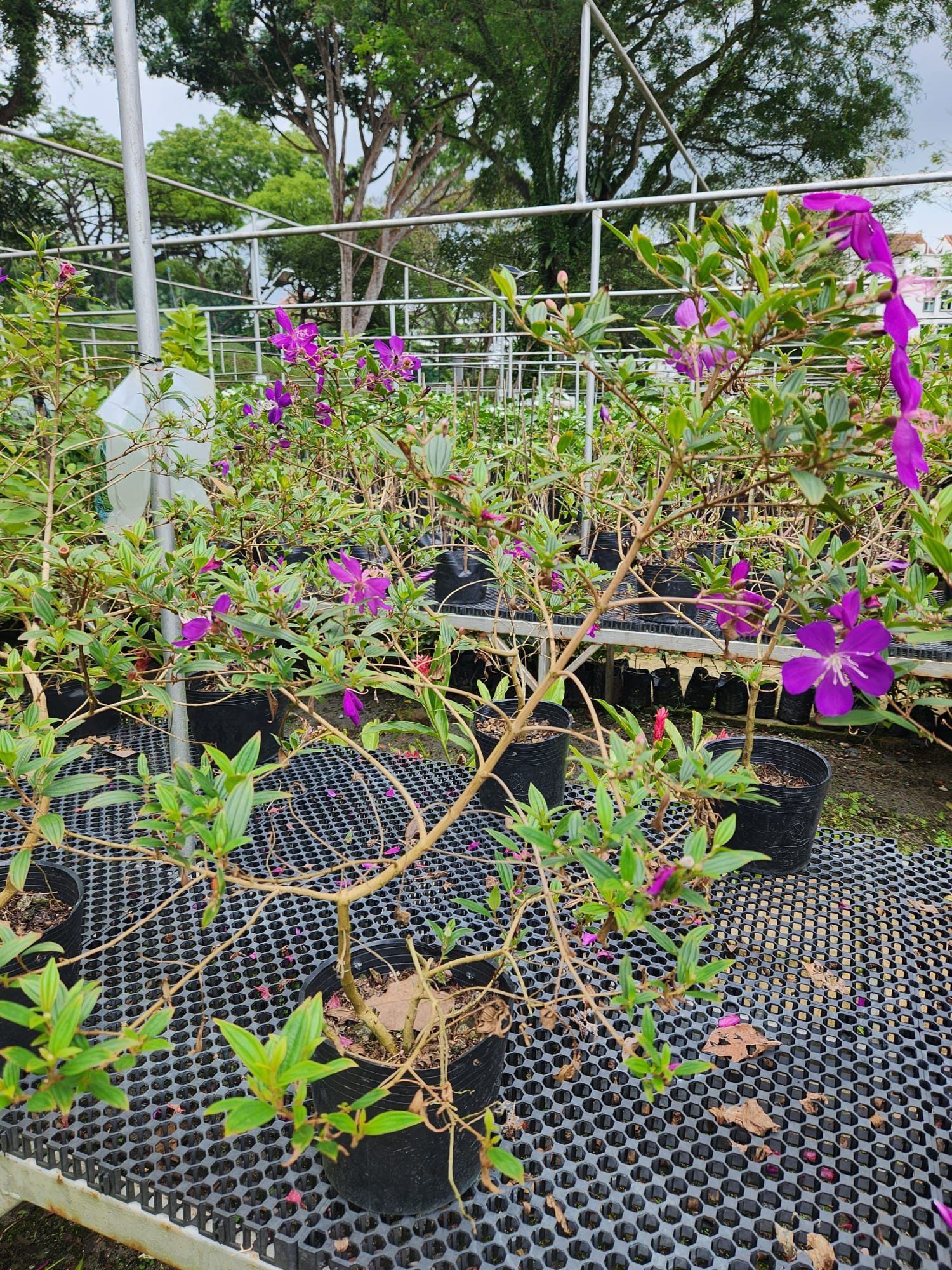 melastoma malabathricum, Sendudok, Singapore Rhododendron, Indian ...