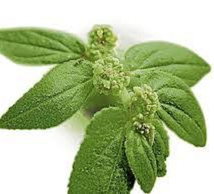 Tawa-Tawa seeds (herbal ) ancient herbs that used by our ancestor ...