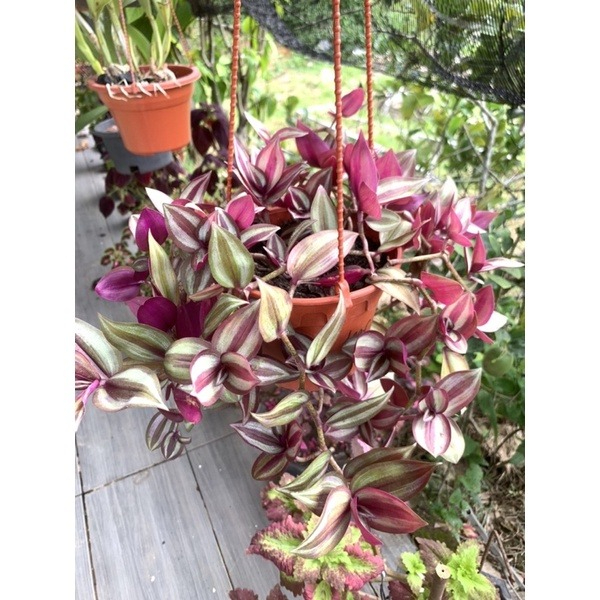 Keratan Pokok Telinga Kera Batik Cutting Wandering Jew Tradescantia ...