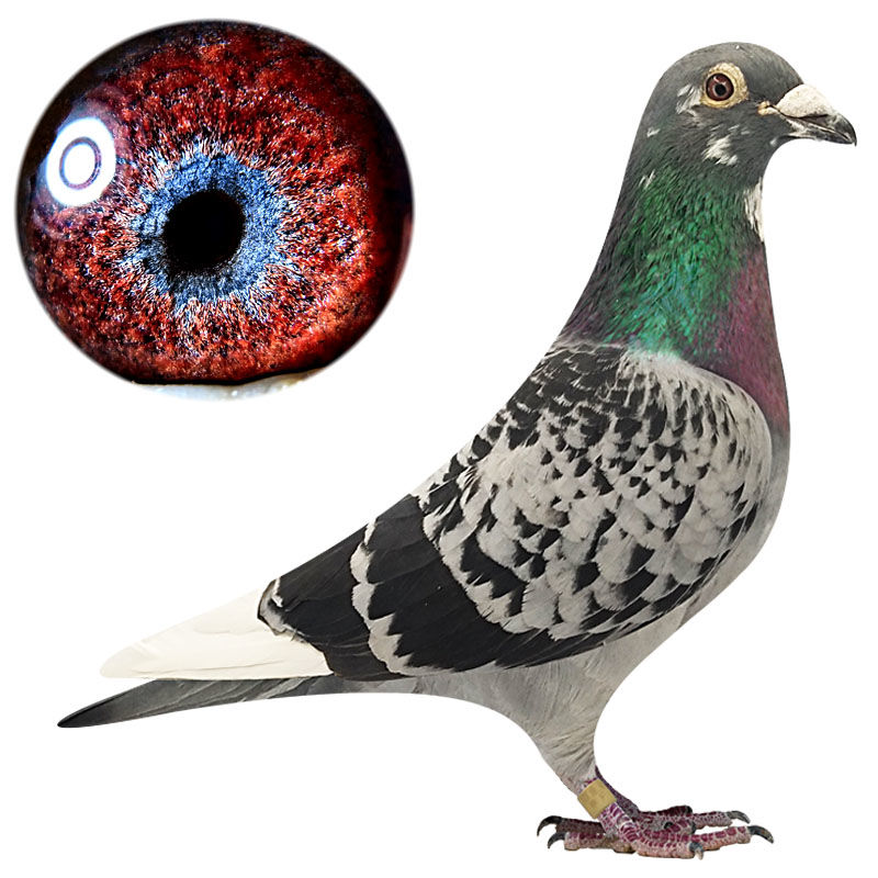 Pigeons living in pigeon racing shed achievements pedigree Pigeons ...