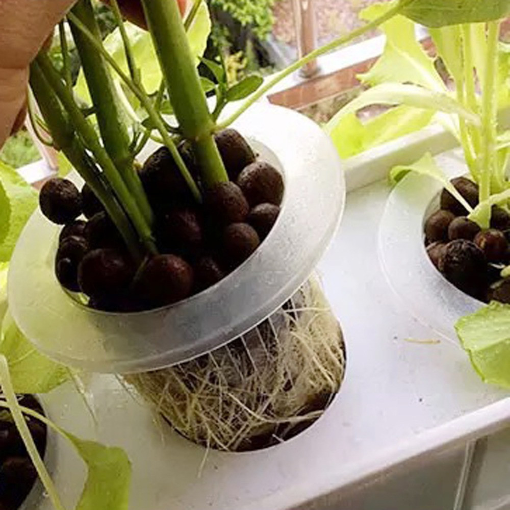10/50pcs Garden Supplies Soilless Hydroponic Planting Aquarium Seed ...
