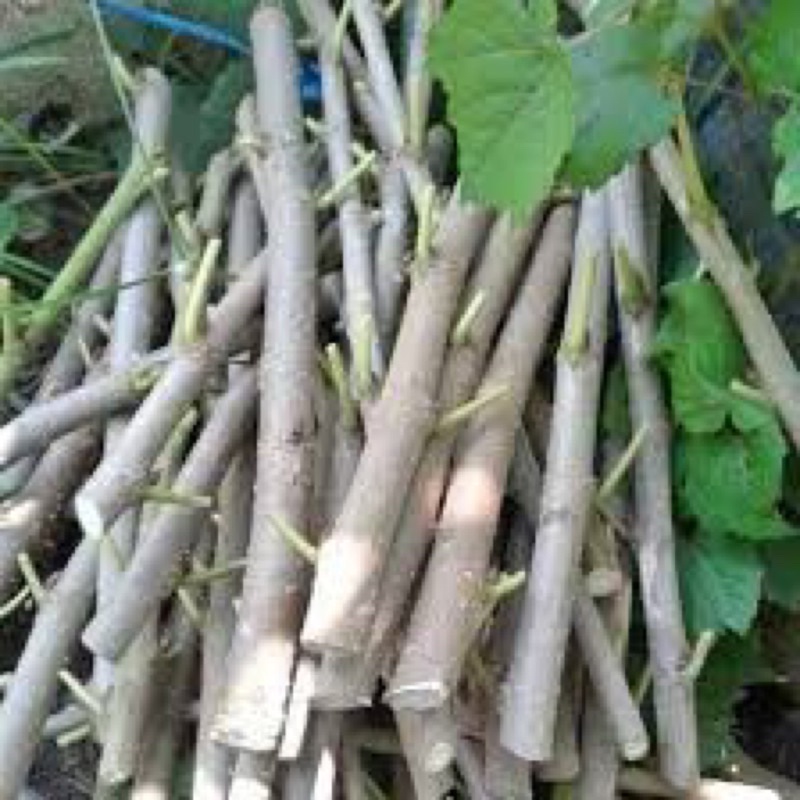 1 KERATAN POKOK MULBERY MUDAH HIDUP / fresh cutting mulberry | Lazada