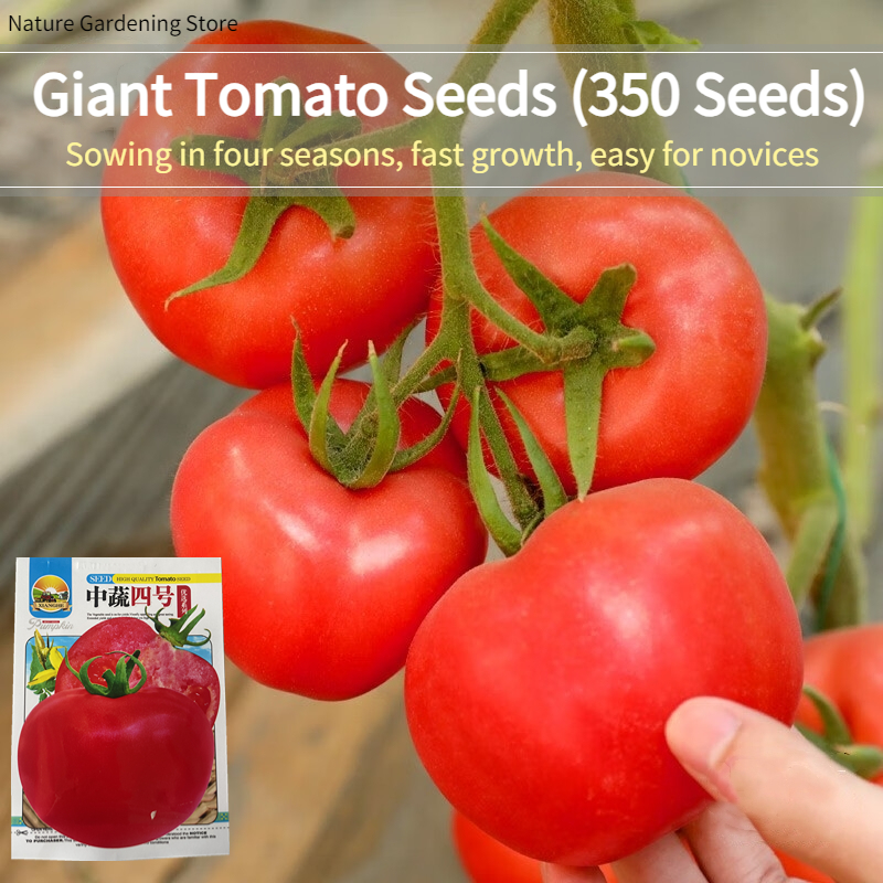 Giant Tomato Seeds for Planting (350 Seeds) - High Yield Big Tomatoes ...