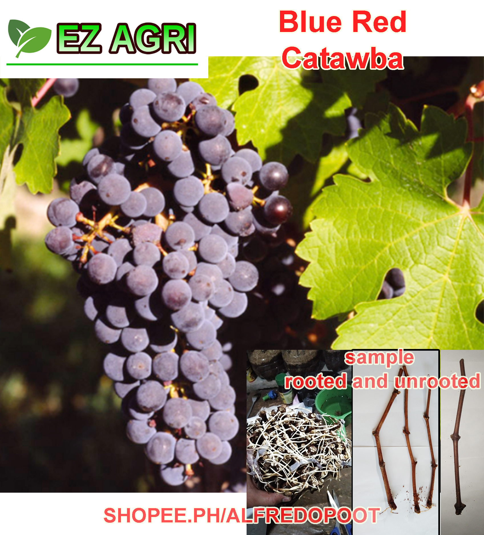 Rooted Grapes cuttings RED CARDINAL / Unrooted - Grape cuttings RED ...
