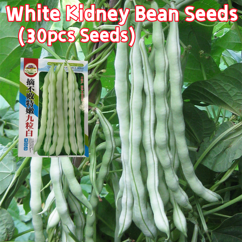 100% Original High Yield White Kidney Bean Seeds for Sale (Fresh 20pcs ...