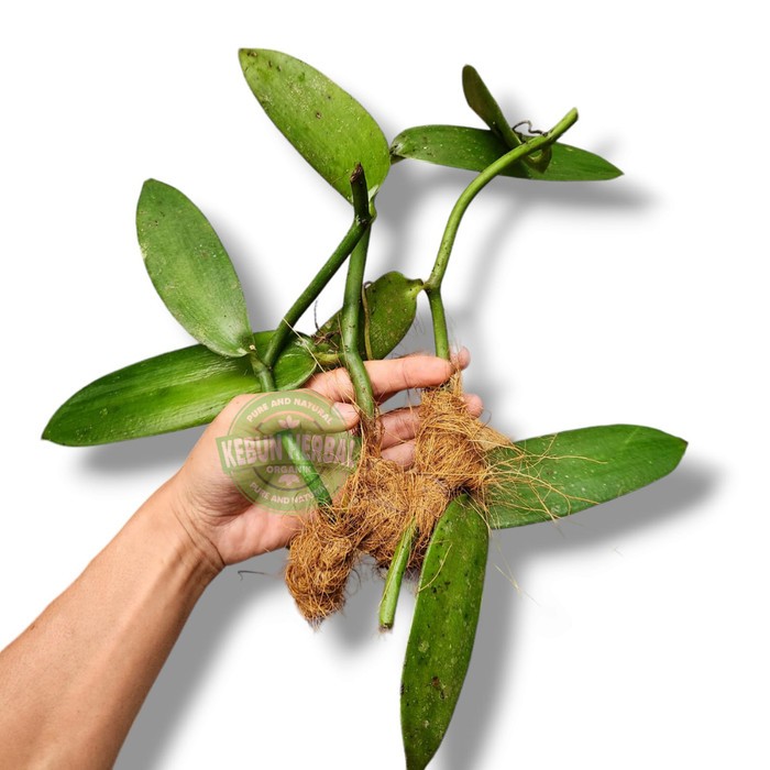 Bibit Vanili Plani Unggul Emas Hijau Jenis Panili planifolia Andrews ...