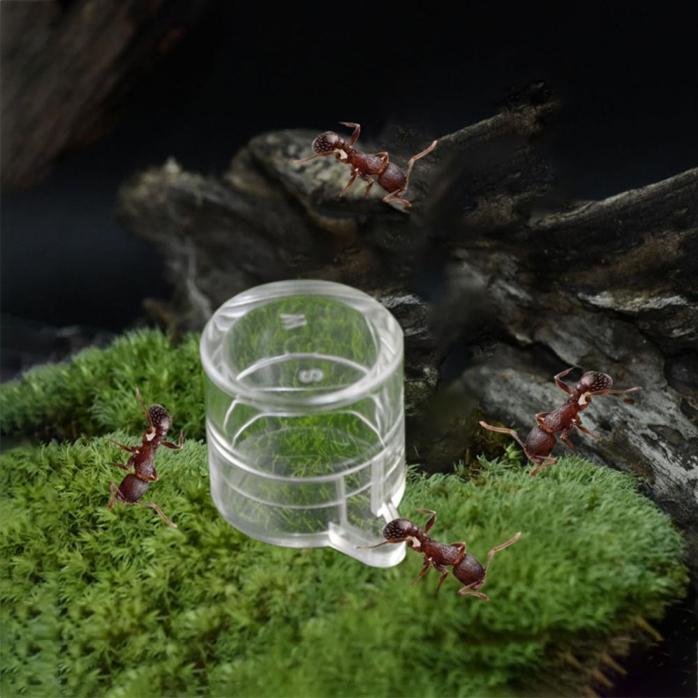 Mini Practical Durable Transparent Round Acrylic Ant Nest House Reptile ...