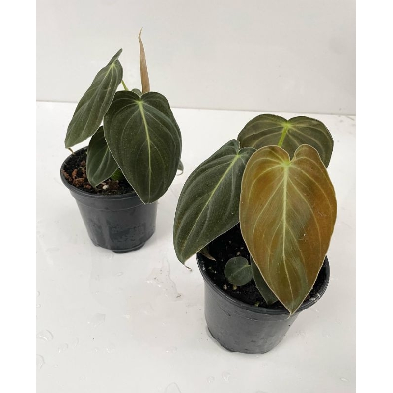 Philodendron Melanochrysum / Philo melano / Pilo melanocrisum ...