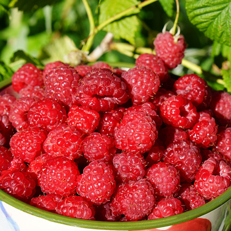 Raspberry Fruit Seeds Pokok Buah Buahan Hybrid Fruit Tree Seed Bonsai ...