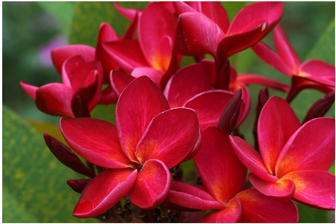 Red Frangipani Plumeria Rubra real live outdoor plant 红鸡蛋花 anak pokok ...