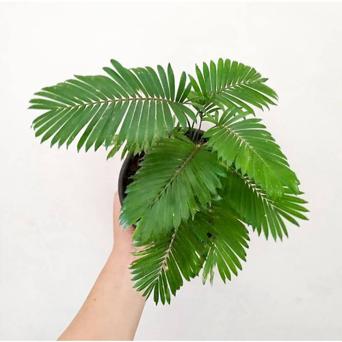 Tanaman Hidup Indoor Palem Paris Rotan Mini - Tanaman Hias Pohon Palem ...