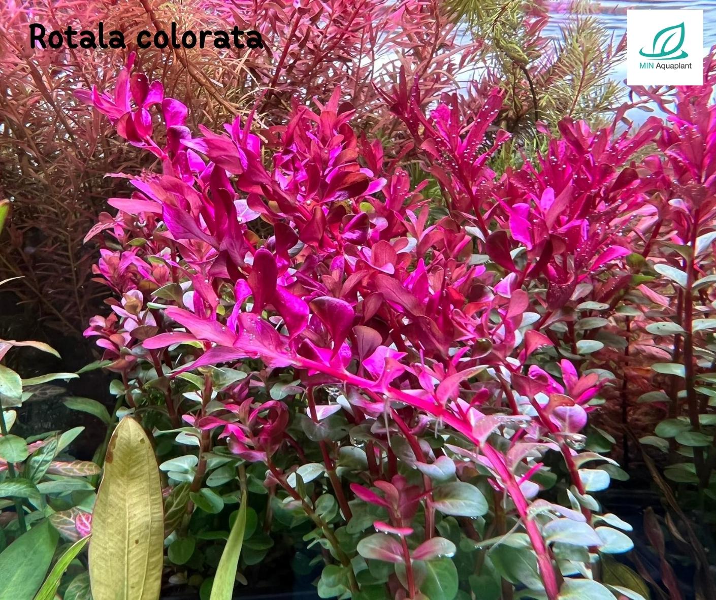 Rotala Colorata 10 กิ่ง 100 | Lazada.co.th
