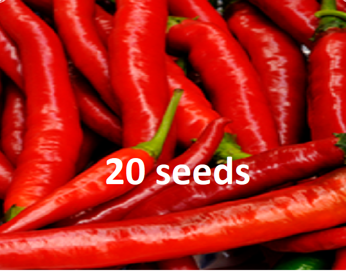 siling pula / hot chili pepper seeds - 20pesos per pack - condor seeds ...
