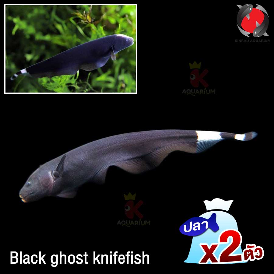 ปลาแบล็คโกสท์ (Black ghost knifefish) ปลาสวยงาม หายาก คัดเกรดA ไซส์ 8cm (2ตัว) พร้อมส่ง!!! รับ ...