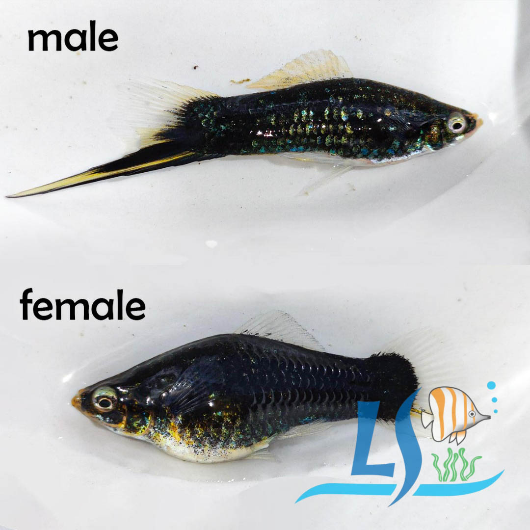 Black Swordtail Sword Tail 3 Pieces (Random Gender) by LS Aquatic | Lazada