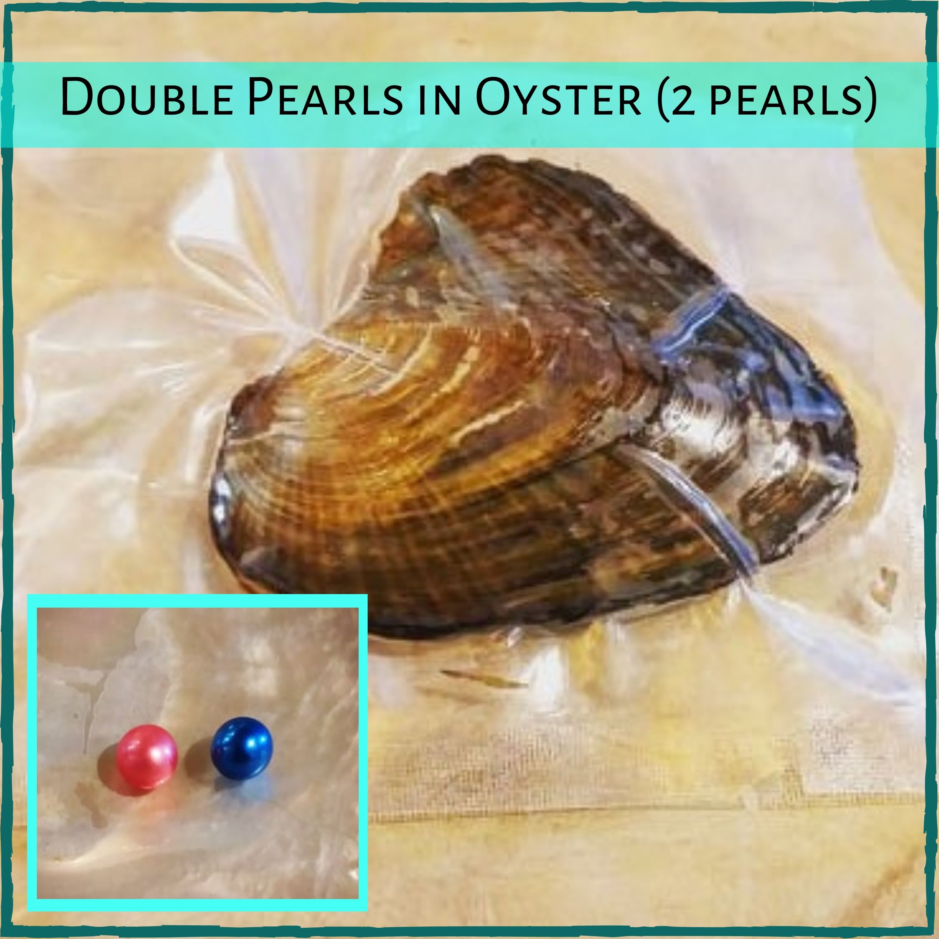 Double / Two Legit Freshwater Pearl in Oyster Shell - Cultured Pearl ...