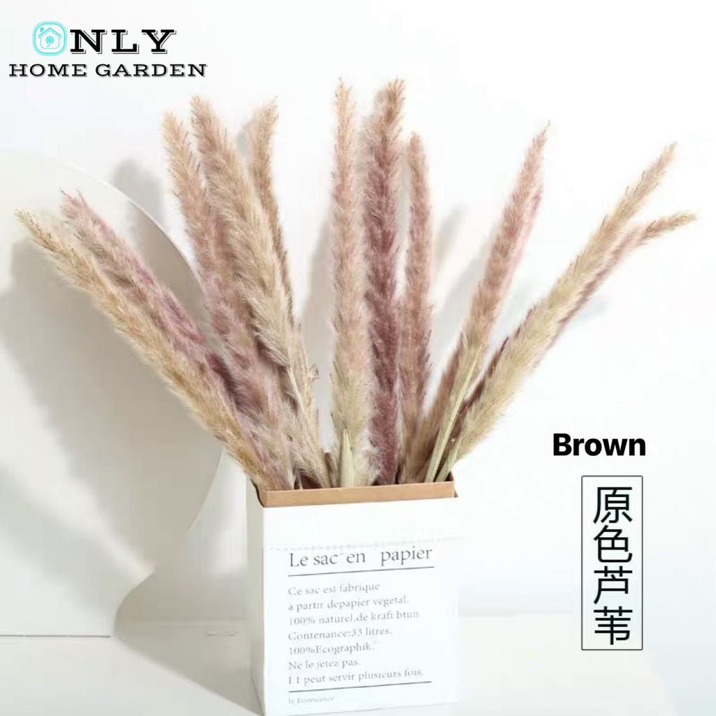 HomeDecorMY FREE BOX Pampas Dried Flower Bulrush Natural Dried Long ...