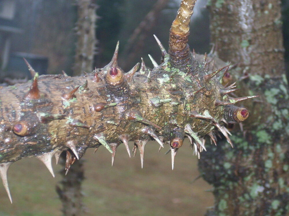 CHINESE ANGELICA TREE SEEDS | Lazada PH