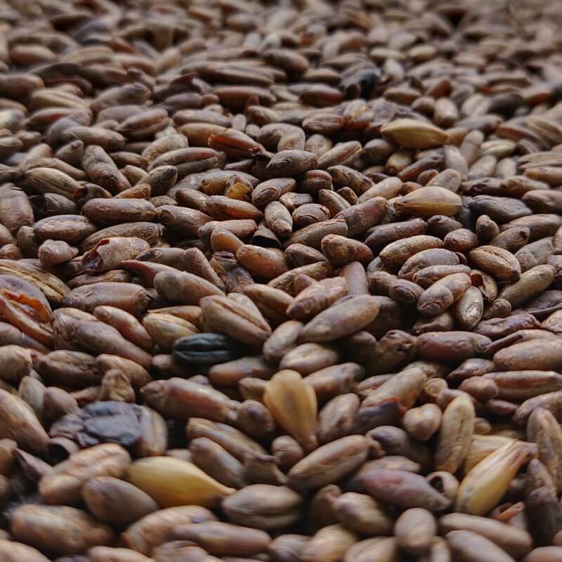 Crystal Rye Malt (Thomas Fawcett) 1 lbs - homebrewthai - ThaiPick