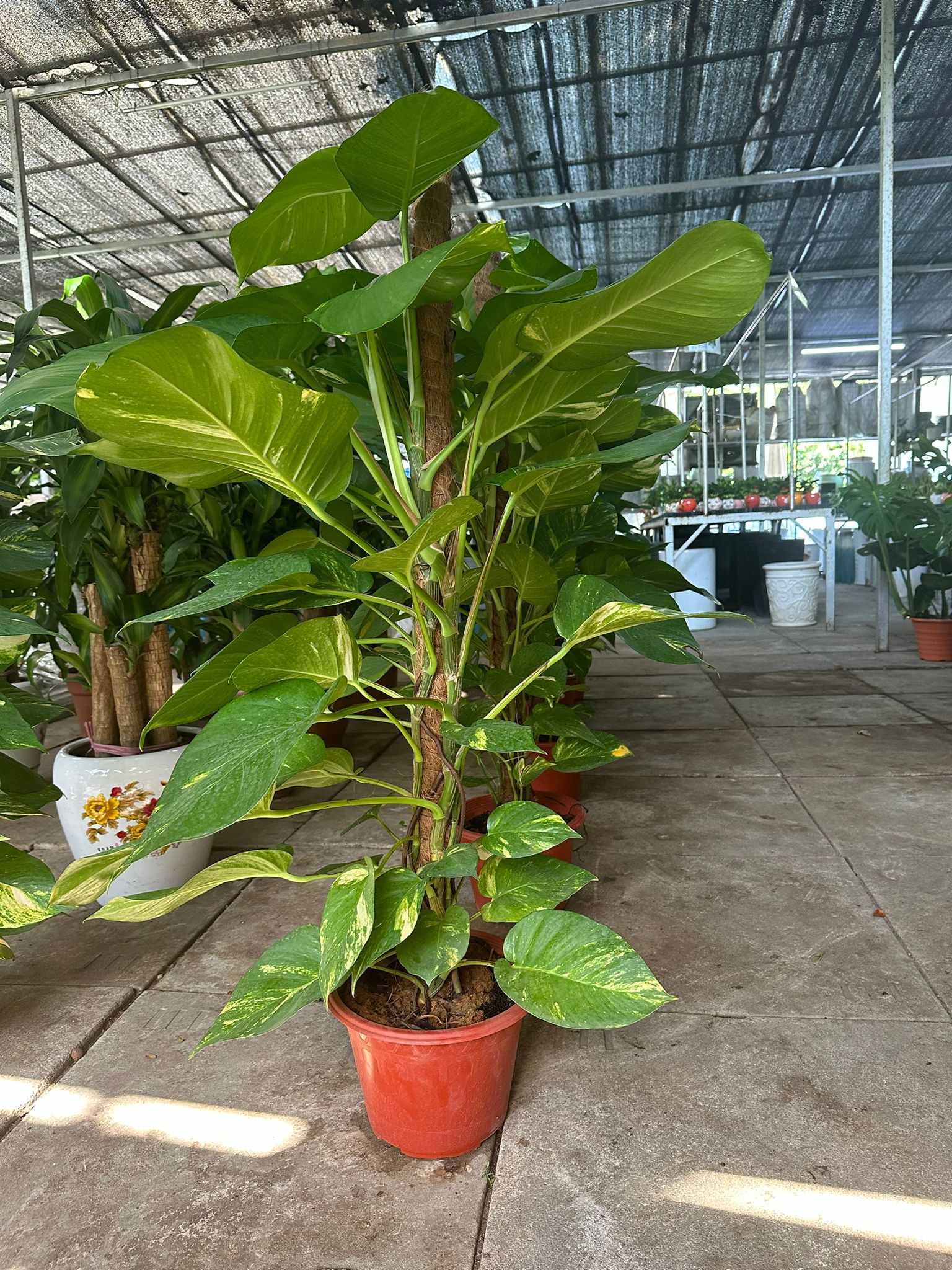 Money Plant - Epipremnum aureum - Golden Pothos, Devil's Ivy, Ivy Arum ...