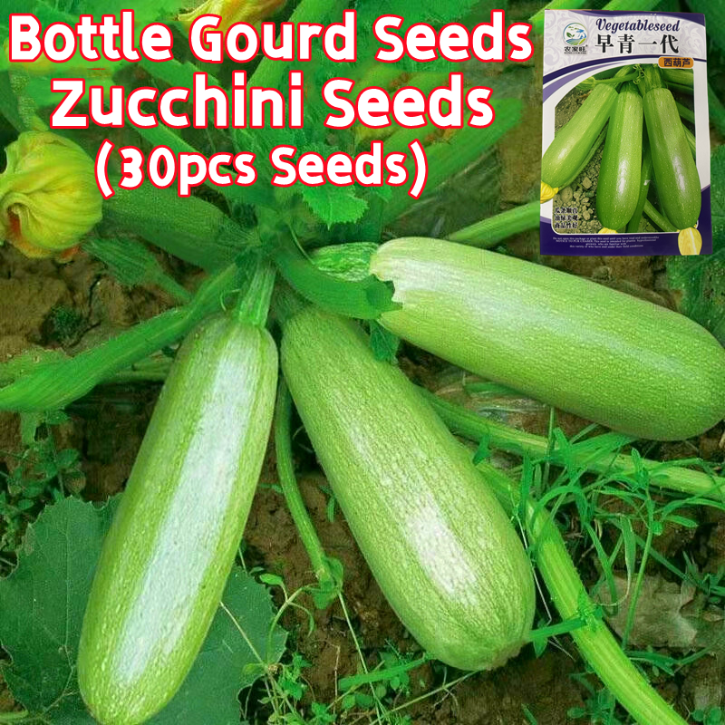 100% Original High Yield Bottle Gourd Seeds for Sale (Fresh 30pcs Seeds ...