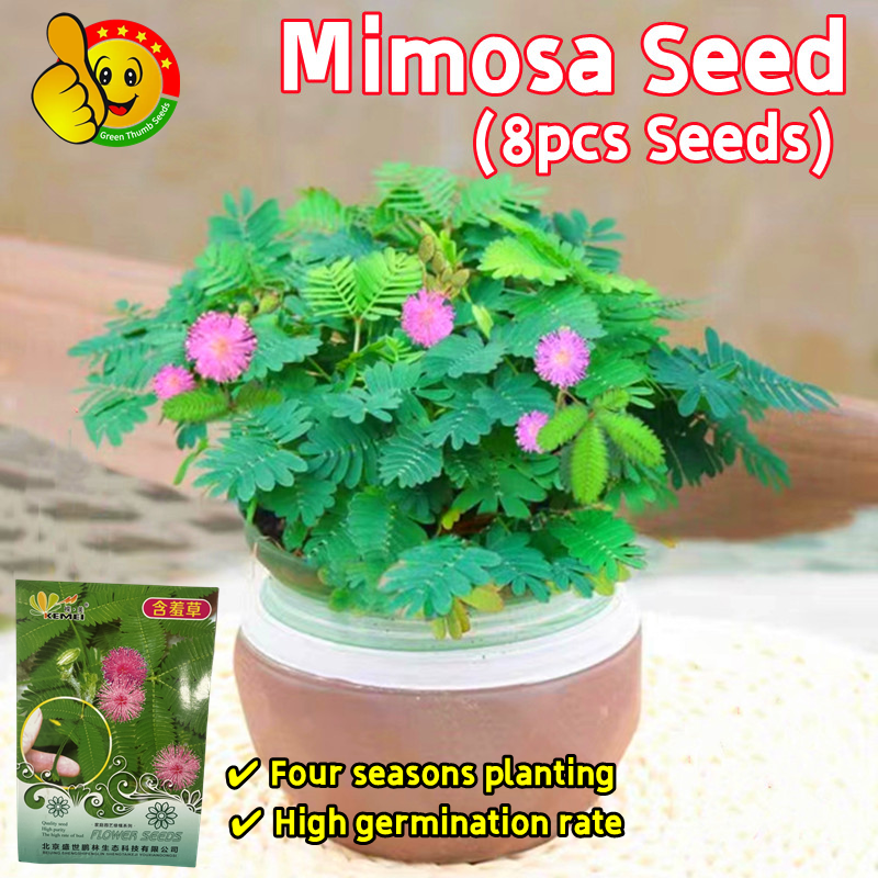 100% Original Mimosa Seeds for Sale (Fresh 8pcs Seeds) 含羞草花种子 Rare ...
