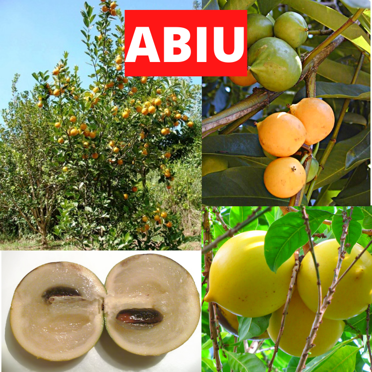 RARE / EXOTIC / NADIR Abiu / Star Apple (Pouteria Caimito) - Pokok ...