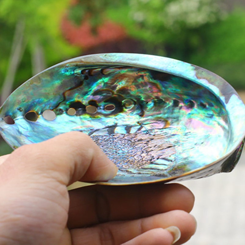 10-12cm Large Rainbow Abalone Shell Charm Beach Seashell Car Office ...