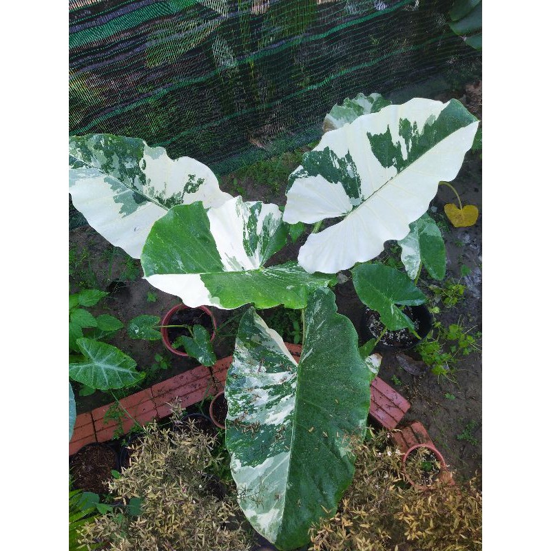 Cây Ráy Var, kiểng lá đột biến - Alocasia Macrorrhiza Varietage | Lazada.vn