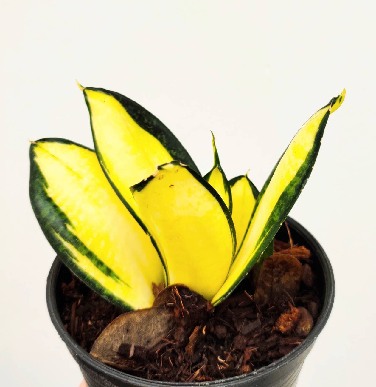 ต้นลิ้นมังกรด่างทองแคระ โซลิด โกล์ด (solid gold) ต้นไม้ฟอกอากาศ ไม้มงคล ...